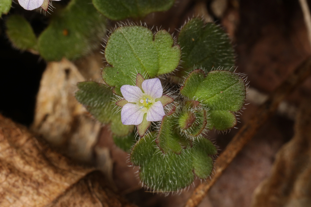 Pink Ivy-leaved Speedwell from Woodbridge, VA 22191, USA on March 15 ...