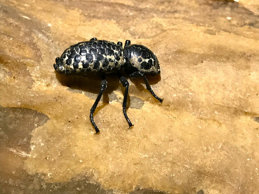 Zopherus nodulosus nodulosus from Armadillo de los Infante, S.L.P ...