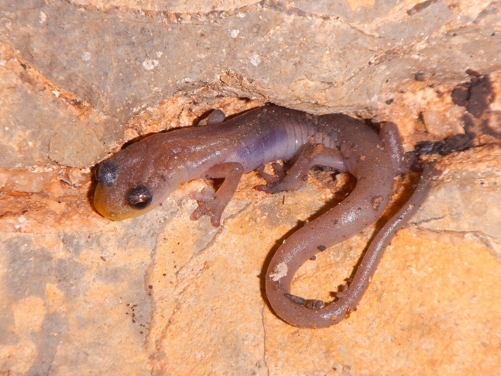 Lungless Salamanders from Armadillo de los Infante, S.L.P., México on ...