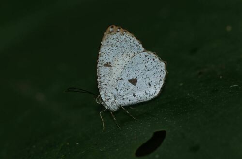 Allotinus brooksi · iNaturalist