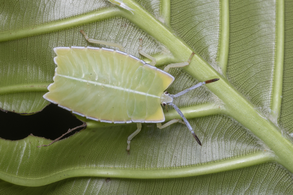 Giant Shield Bug from Yio Chu Kang, Singapore on October 17, 2023 at 09 ...