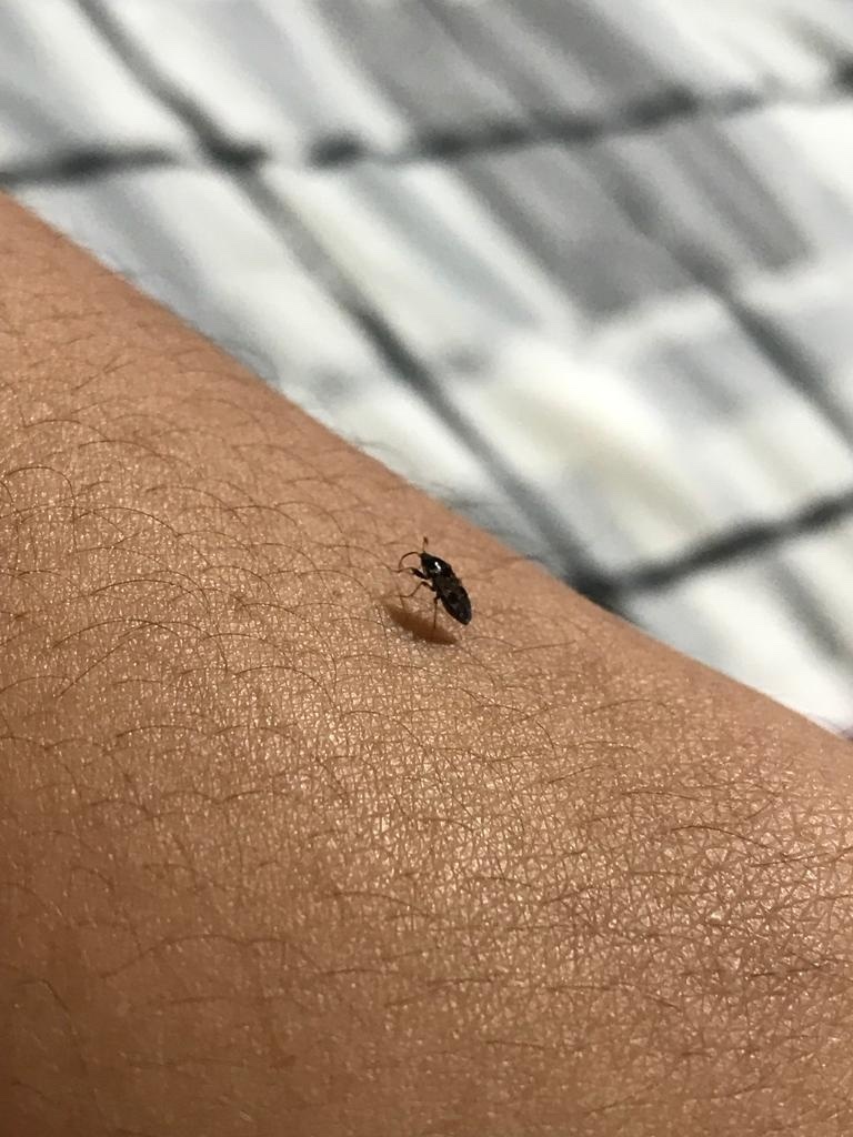 insidious flower bug from Rua Ituiutaba, Governador Valadares, MG, BR ...