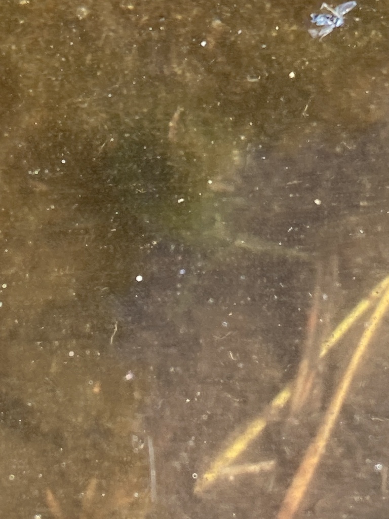 American Giant Water Bug from Stanislaus National Forest, Tuolumne ...