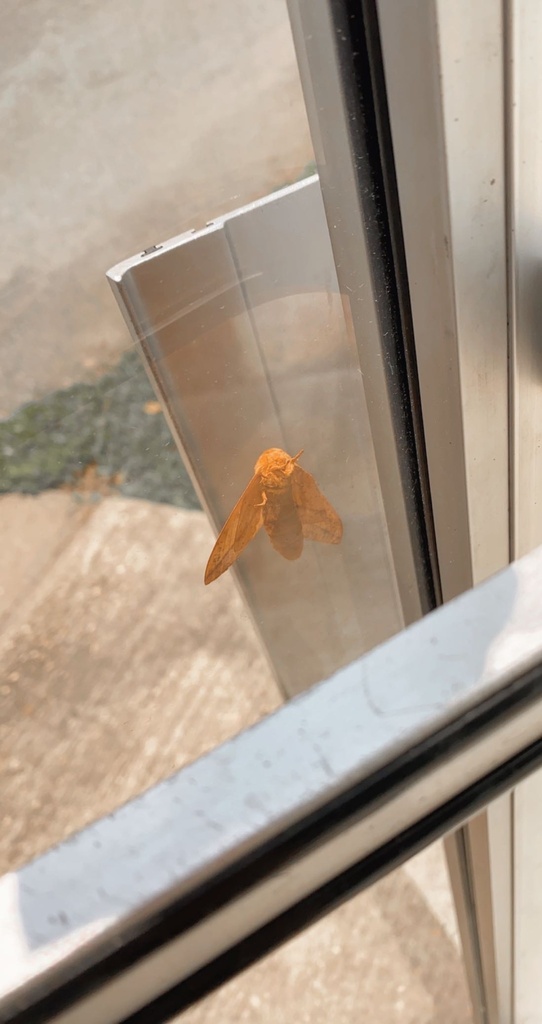 Orange-tipped and Yellow-striped Oakworm Moths from Farabee Homestead ...