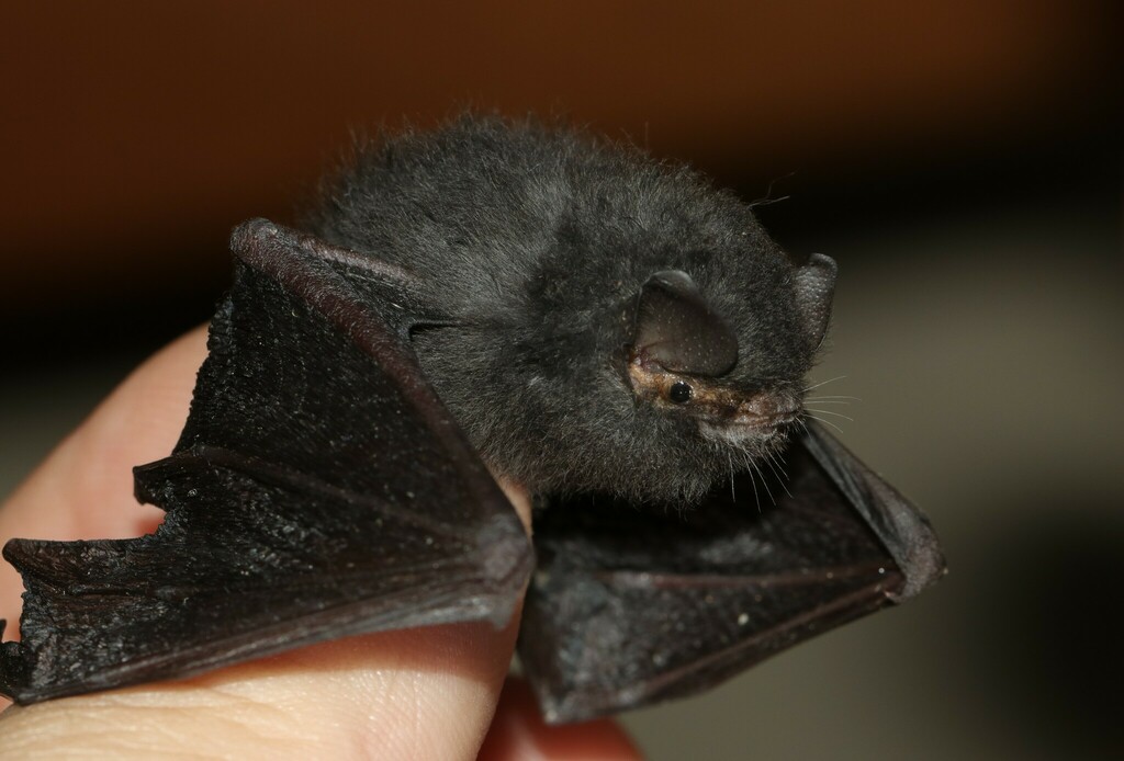 Thumbless Bat from Aguarico, Ecuador on October 16, 2023 at 04:09 AM by ...