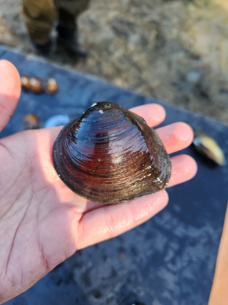 Texas Pigtoe from Tyler, TX 75706, USA on October 18, 2023 at 10:02 AM ...