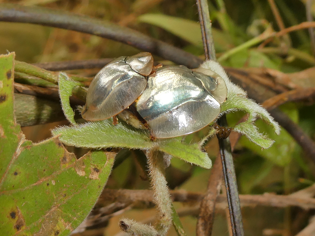 Aspidimorpha chlorotica from Obout, Kamerun on August 8, 2023 at 04:36 ...