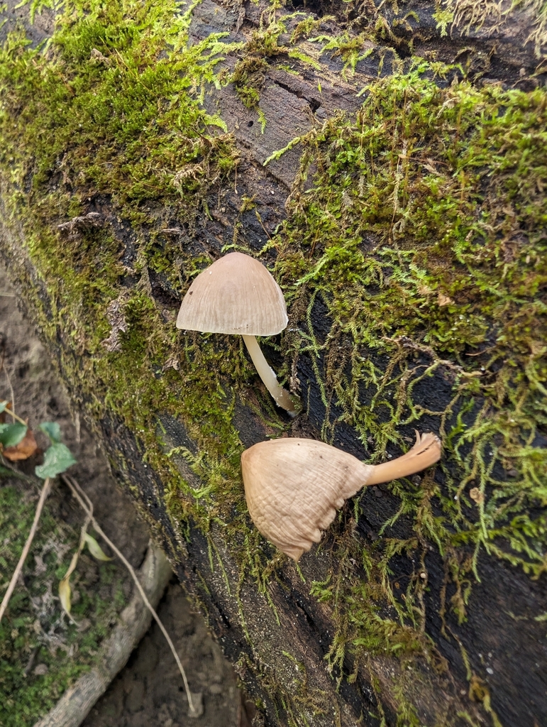 Bonnets from Indianapolis, IN 46216, USA on October 18, 2023 at 11:56 ...