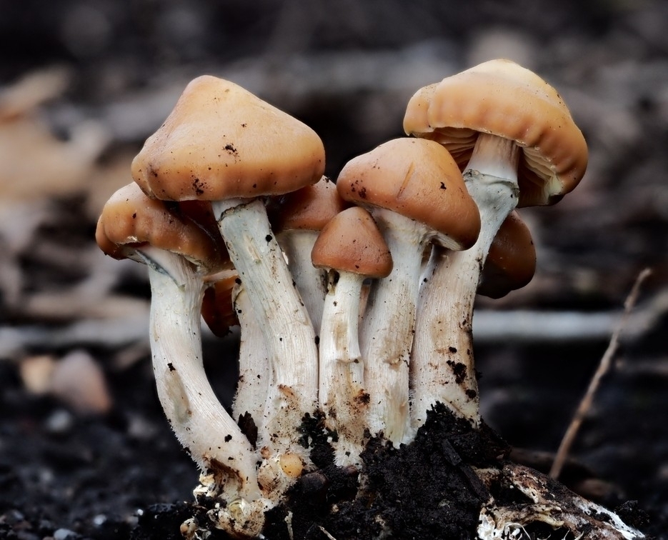 Psychedelic Ovoid Mushroom in April 2023 by James Conway · iNaturalist