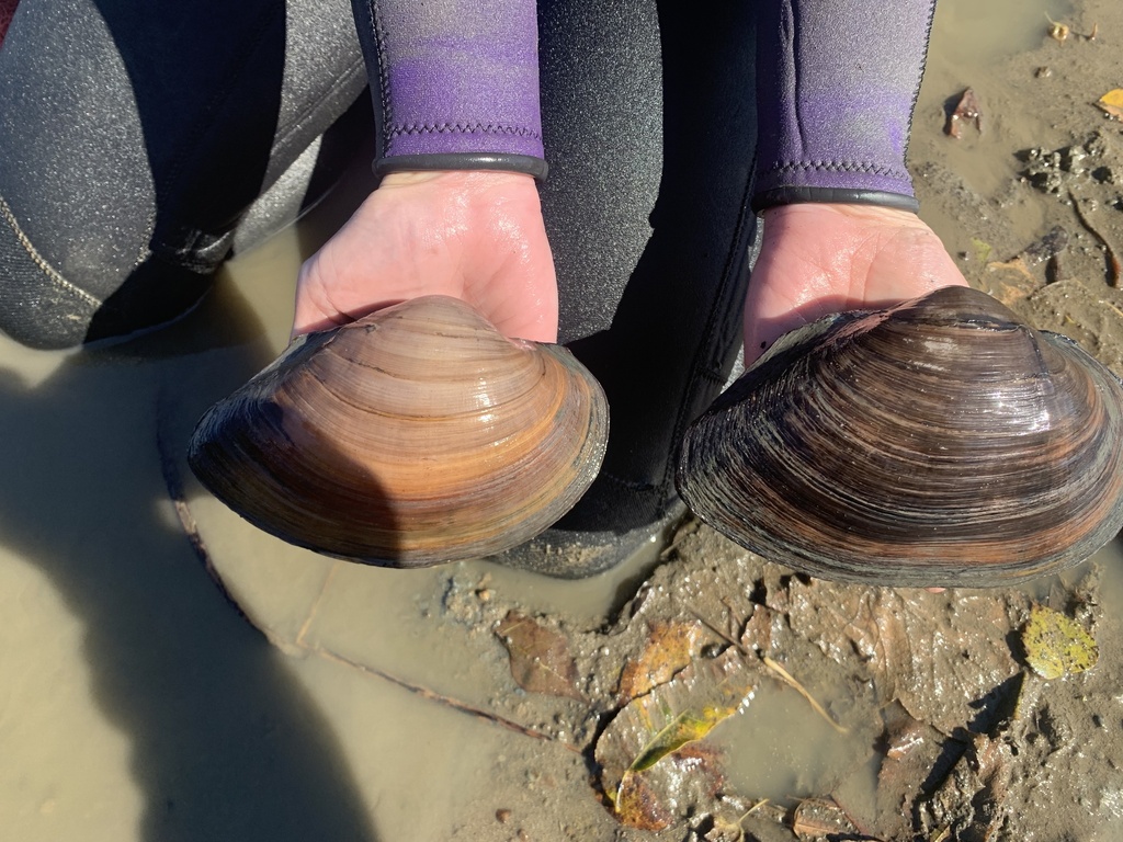 Giant Floater in October 2023 by pocahontas7780 · iNaturalist