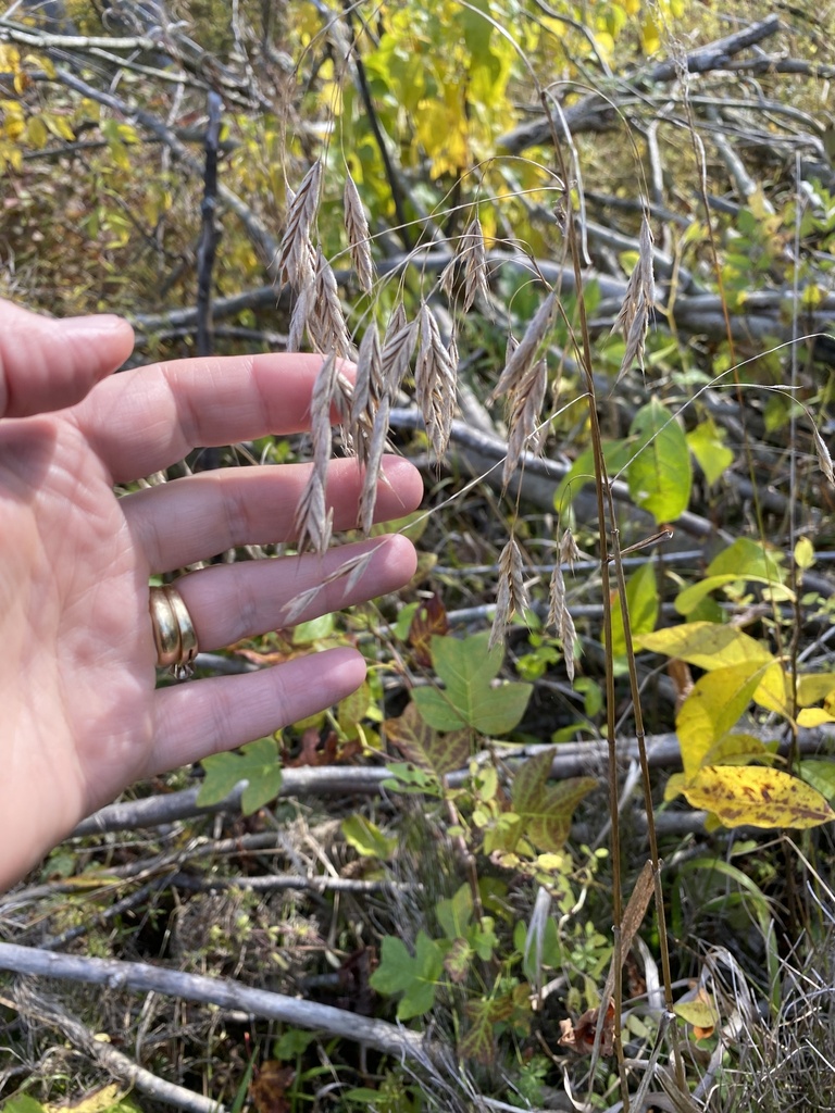 Prairie Brome from Rondeau Provincial Park, Chatham-Kent, ON, CA on ...