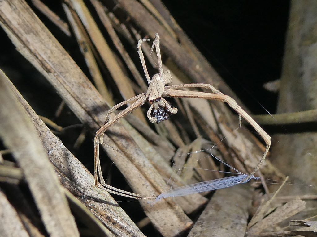 Pantropical Ogre-faced Spiders from Obout, Kamerun on August 11, 2023 ...