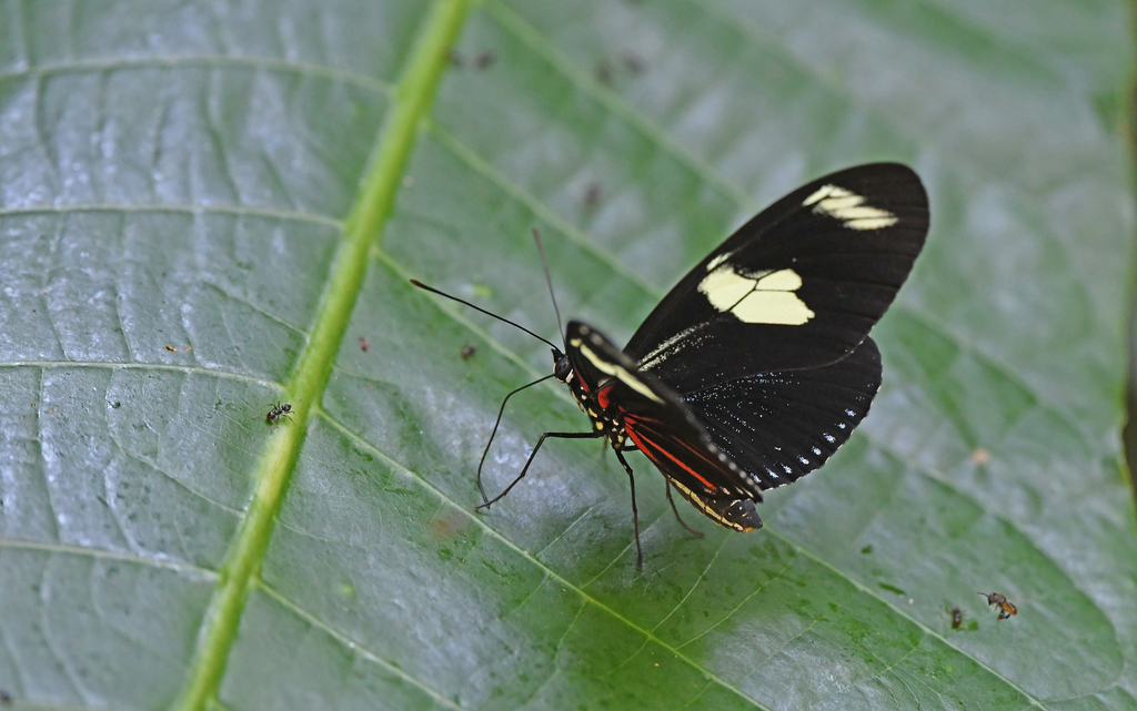 Doris Longwing from Paucartambo Province, Peru on September 8, 2023 at 12:32 PM by Christoph ...