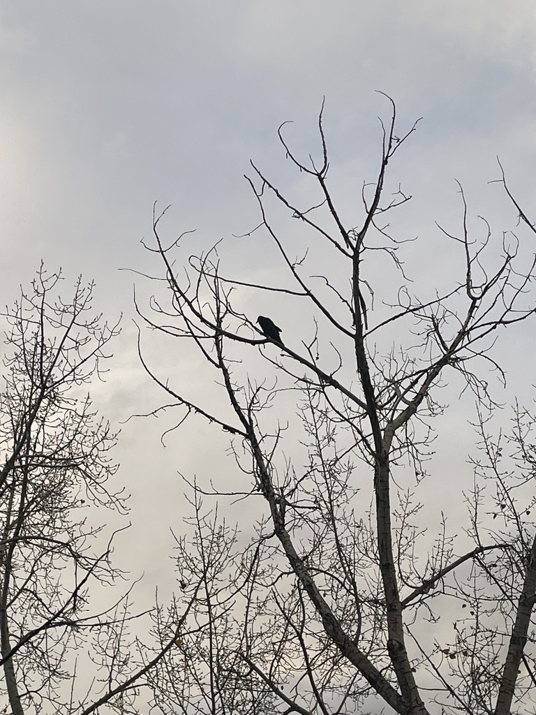 Common Raven from University of Calgary, Calgary, AB, CA on October 16 ...