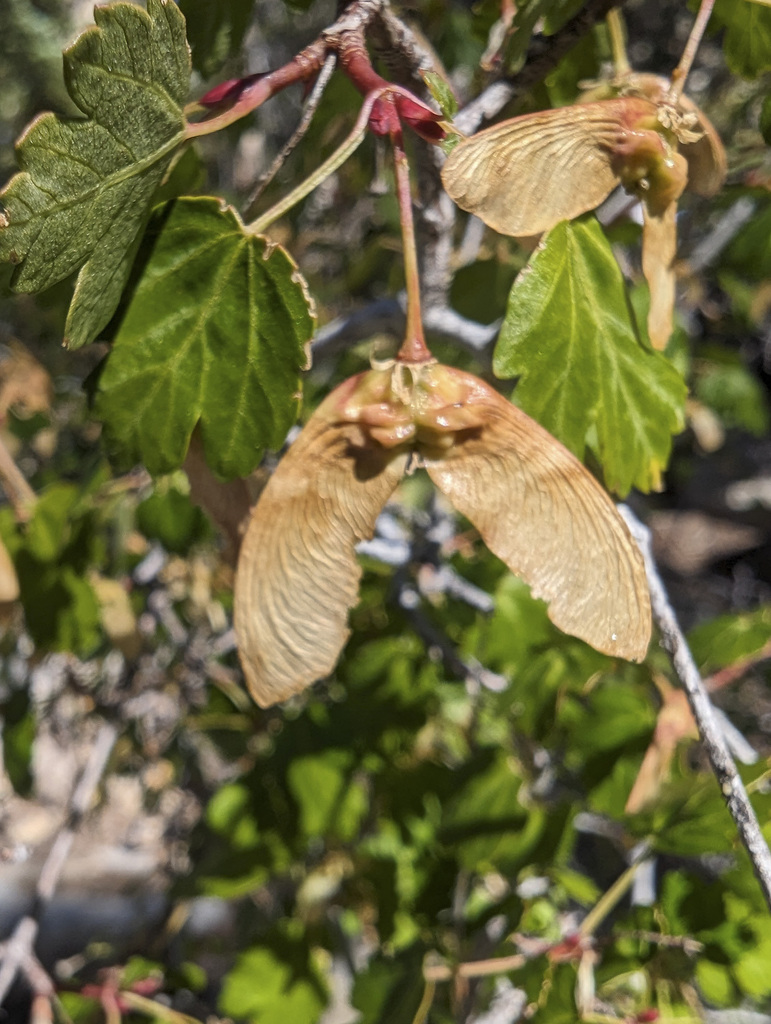 Rocky Mountain maple from Riverside County, CA, USA on September 29 ...