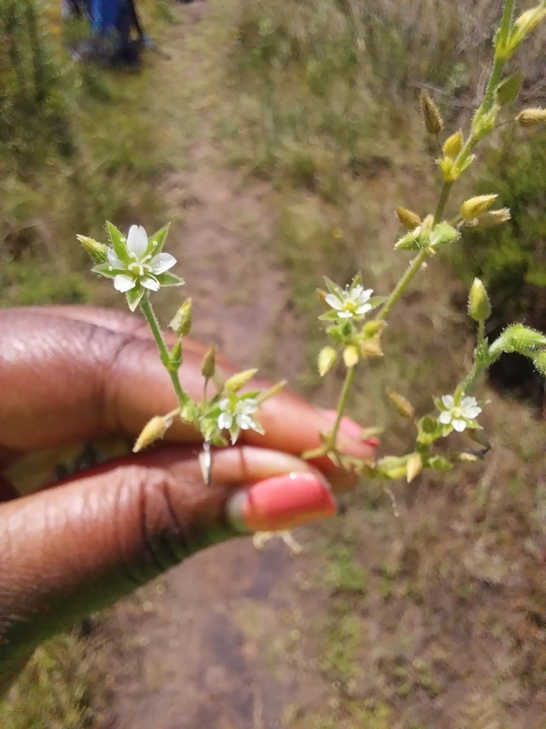Sticky mouse-ear chickweed from Kabeljous Nature Reserve, R102, South ...