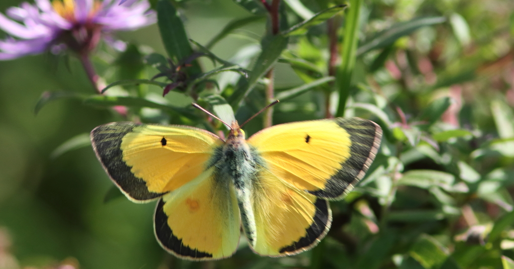 Orange Sulphur from 799-601 Duthill Rd, Wallaceburg, ON N8A 4L2, Canada ...