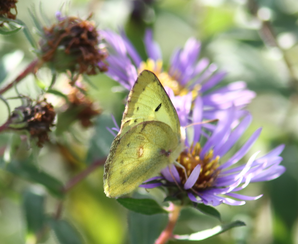 Clouded Sulphur from 799-601 Duthill Rd, Wallaceburg, ON N8A 4L2 ...