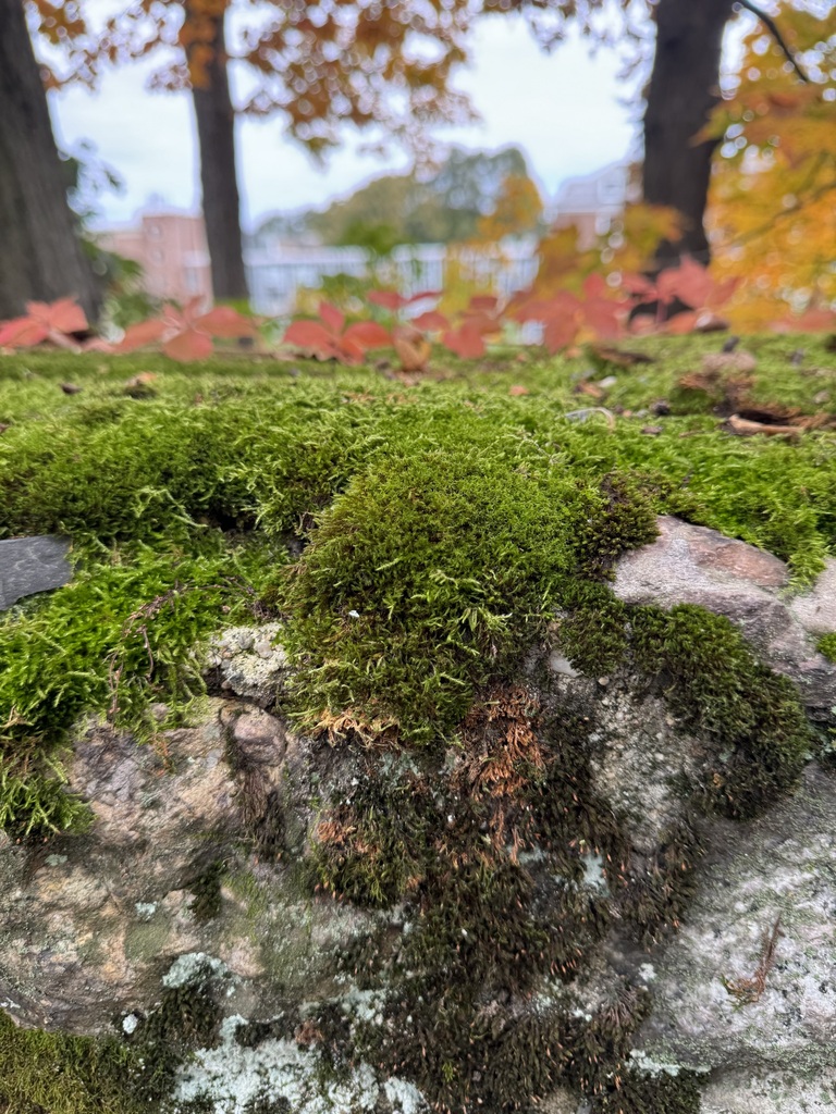 seductive entodon moss from Newton Centre, Newton, MA, USA on October ...