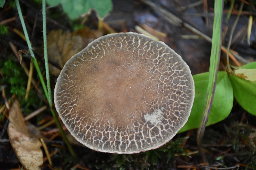 Xerocomellus diffractus from Benton County, OR, USA on October 17, 2023 ...