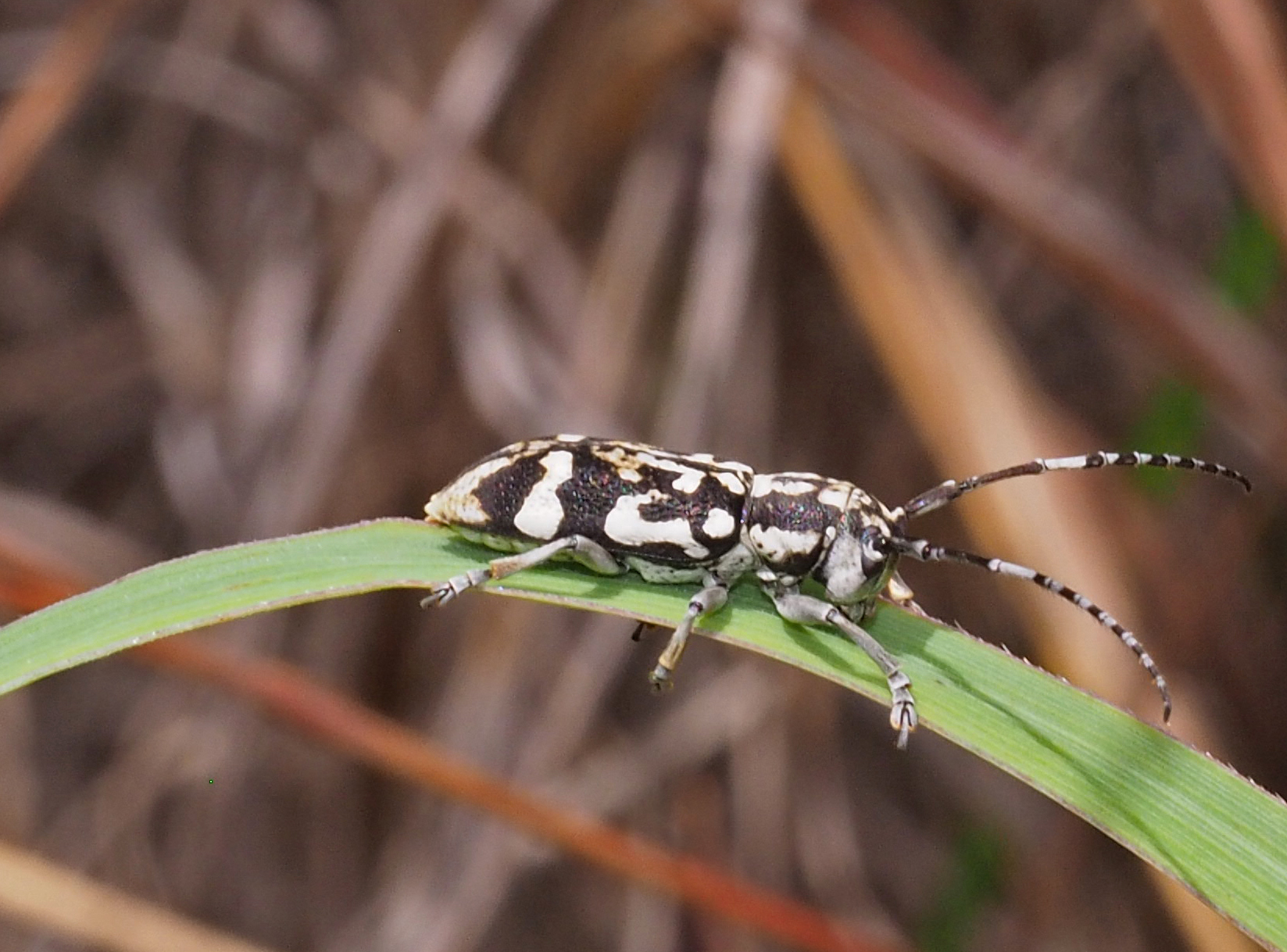 Pterolophia luctuosa (Pascoe, 1863)