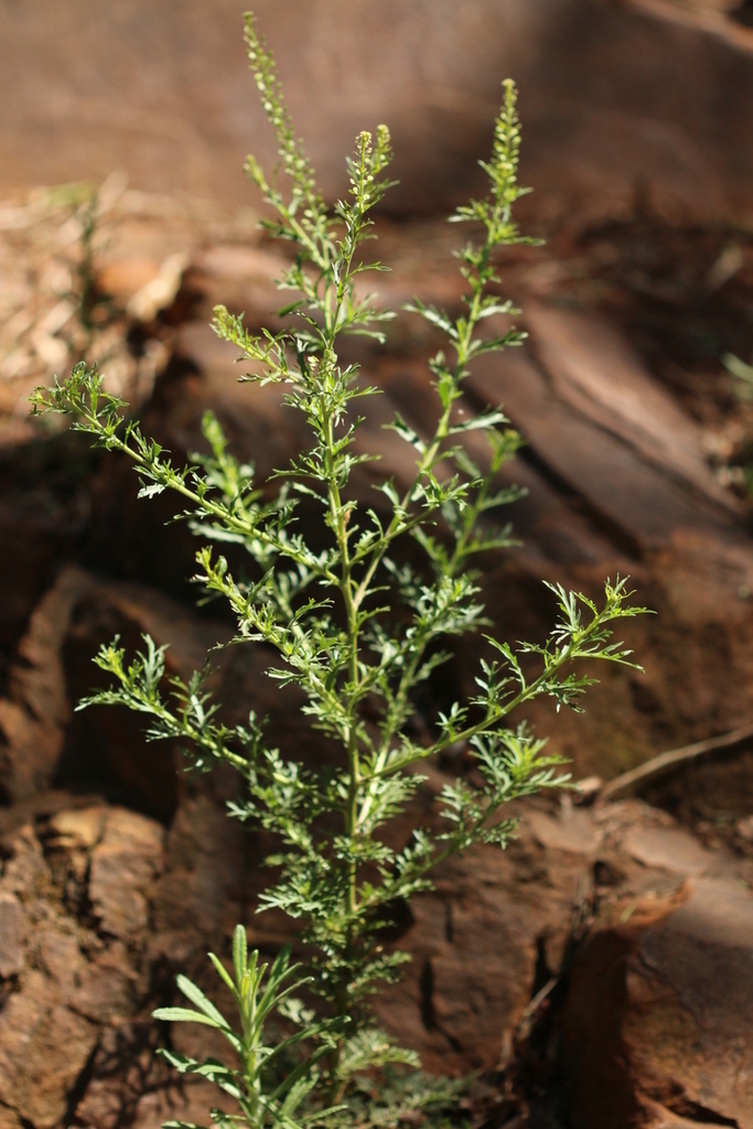Argentine Cress from Wonderboom, Pretoria, 0182, South Africa on ...
