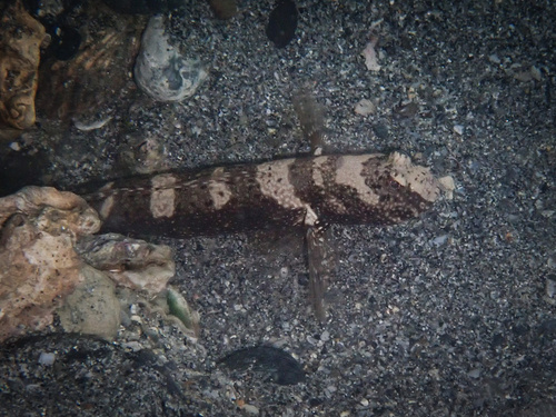 Maude's Shrimpgoby (Cryptocentrus maudae) · iNaturalist United Kingdom