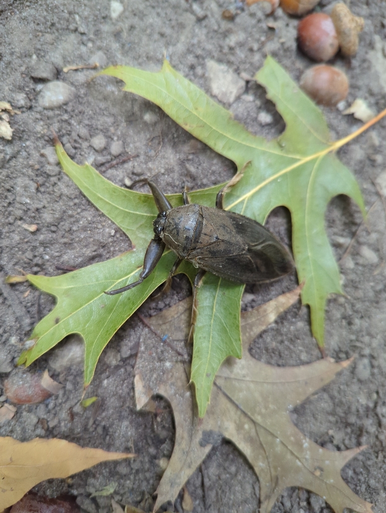 American Giant Water Bug from Prince Edward, ON, Canada on October 18 ...