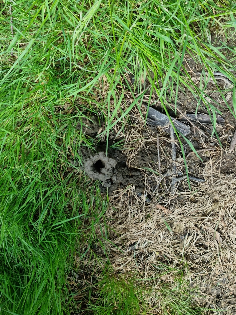 Australian Burrowing Crayfishes from Loch VIC 3945, Australia on ...