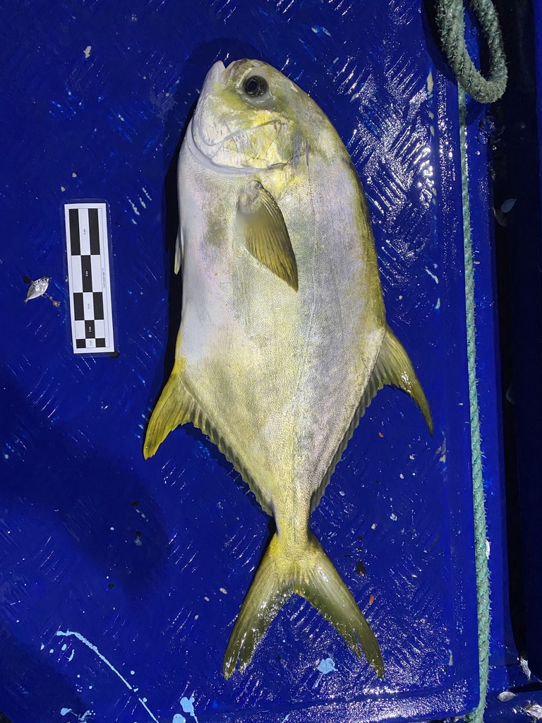 Giant Oystercracker in June 2022 by fishkiformes · iNaturalist