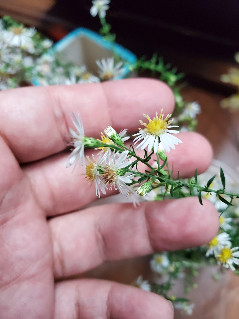 Small White Aster from Deer Park, Newport News, VA, USA on October 18 ...