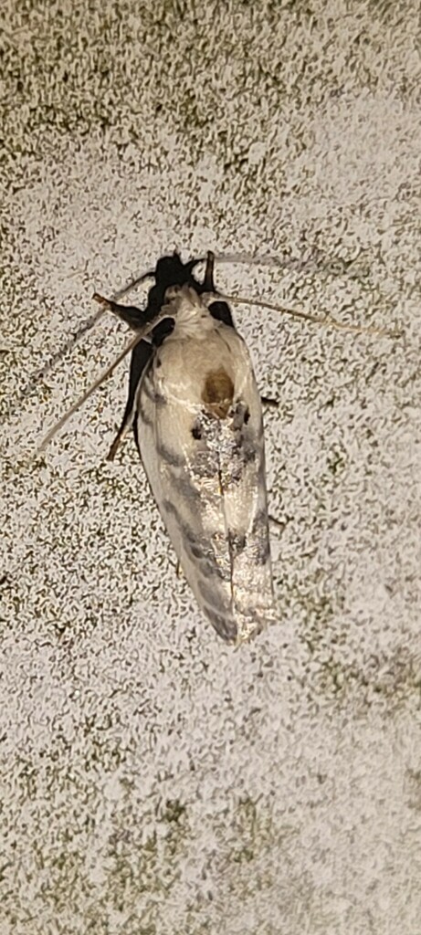 Flat-bodied moths from Anne Arundel County, MD, USA on August 2, 2023 ...