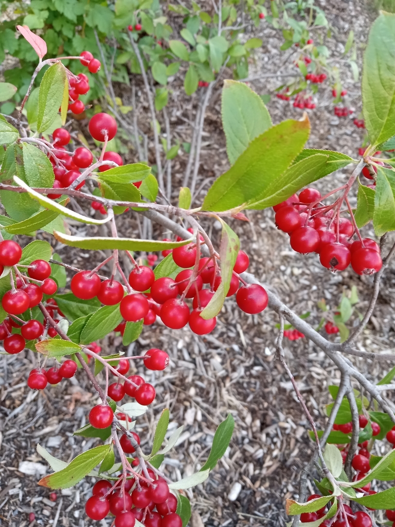 red chokeberry from Palos Hills, IL 60465, USA on October 18, 2023 at ...