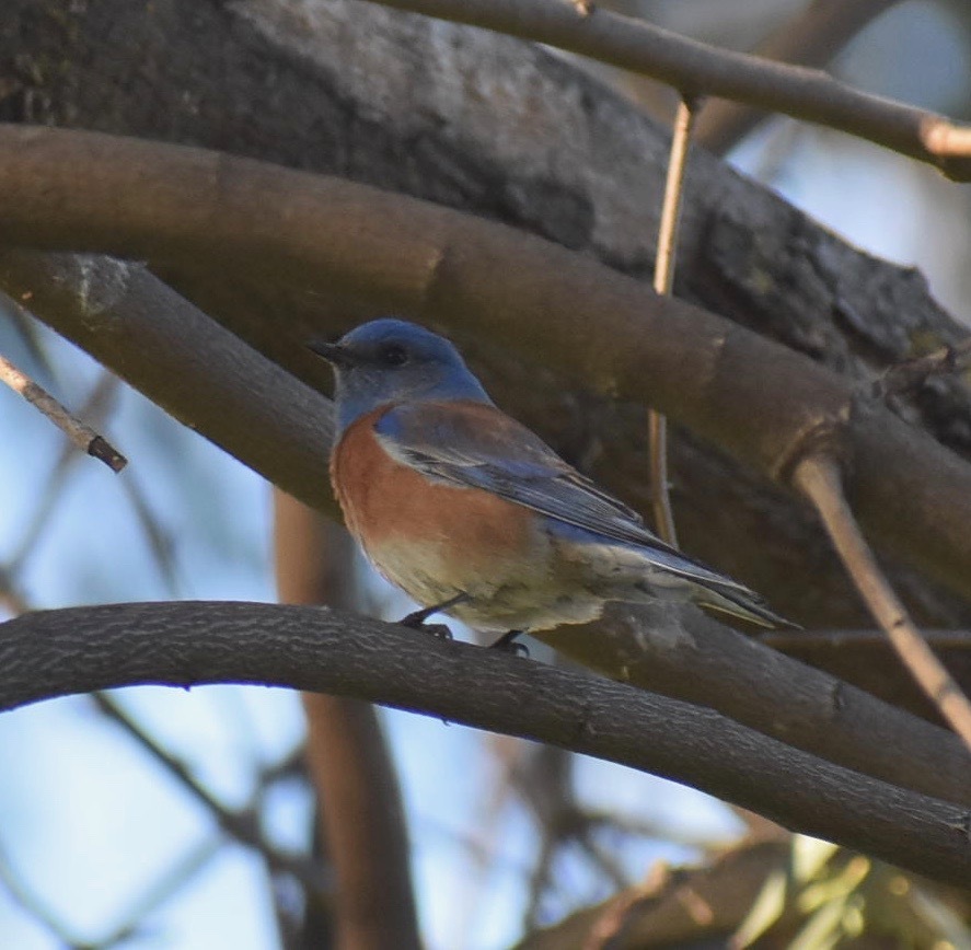 Western Bluebird from Sunnyvale West, Sunnyvale, CA, USA on March 13 ...