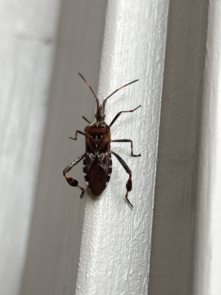 Western Conifer Seed Bug from Ash Grove Dr, Washington, MI, US on ...