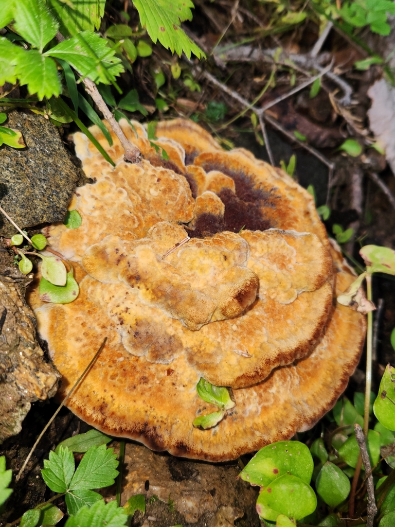 Dyer's Polypore in September 2023 by Ngail · iNaturalist