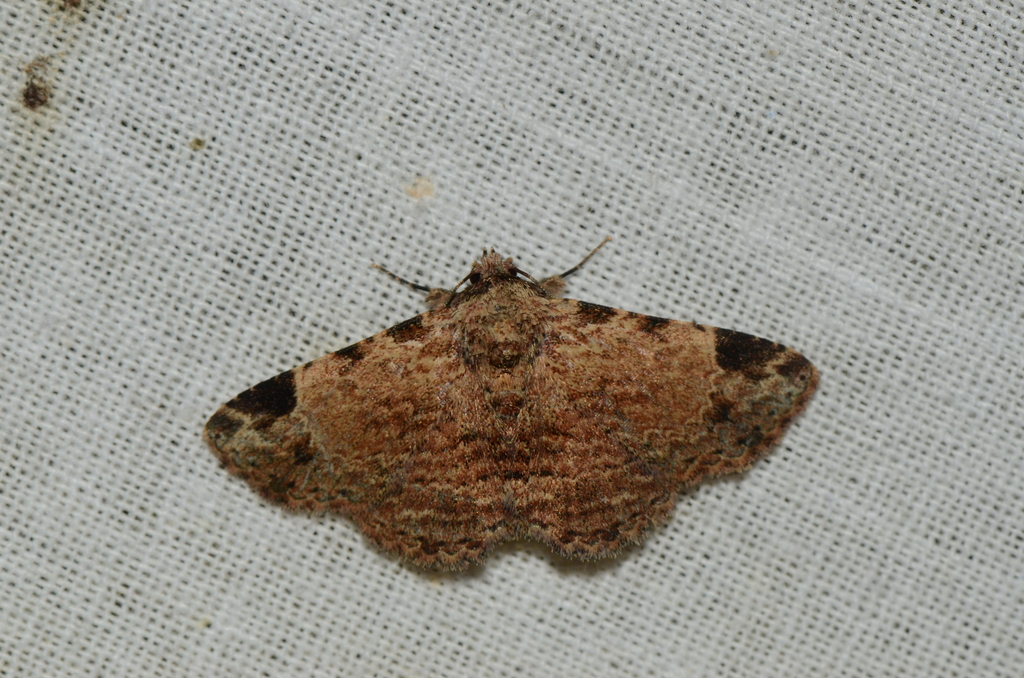 Panilla costipunctata from Pujaldi, Uttarakhand 249180, India on June 3 ...