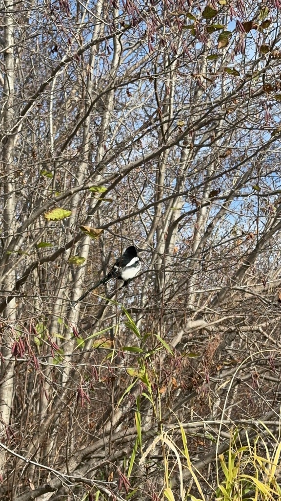 Black-billed Magpie from Red Deer Golf & Country Club, Red Deer, AB, CA ...