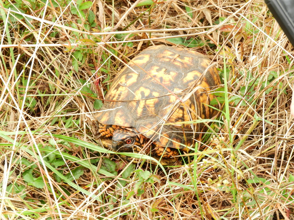 Common Box Turtle in October 2023 by Bill Twomey · iNaturalist