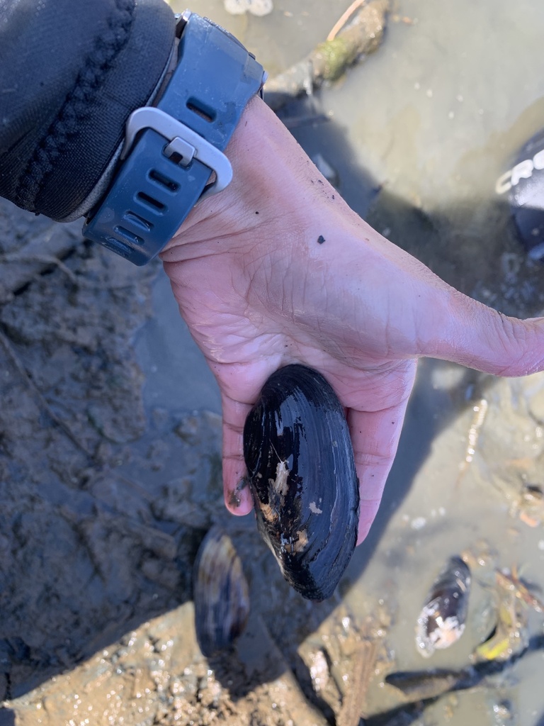 River Mussels in October 2023 by pocahontas7780 · iNaturalist