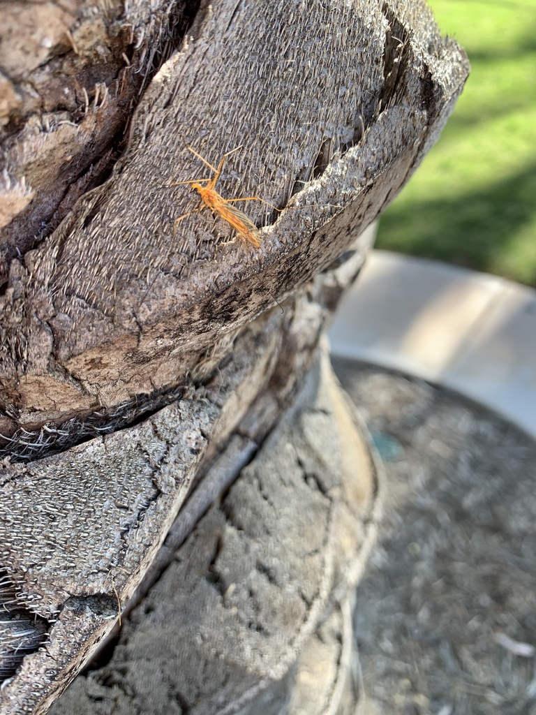 Milkweed Assassin Bug from California State University, Fullerton, CA ...