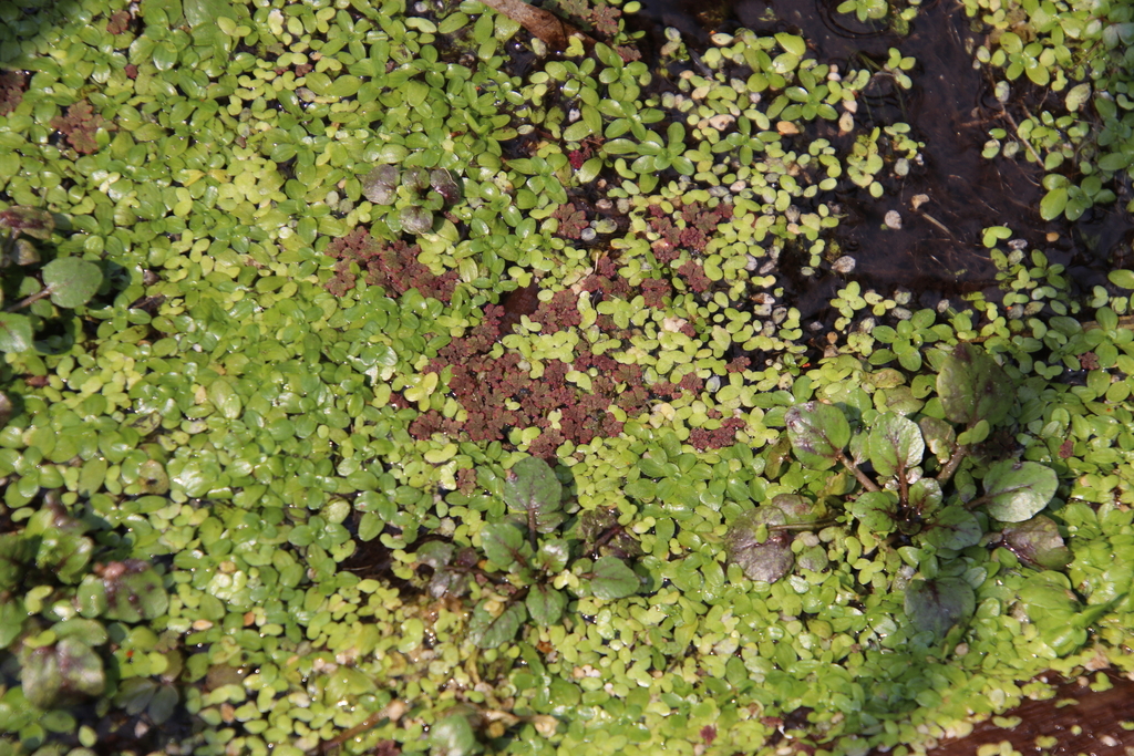 Mexican mosquito fern from Jefferson County, CO, USA on September 18 ...