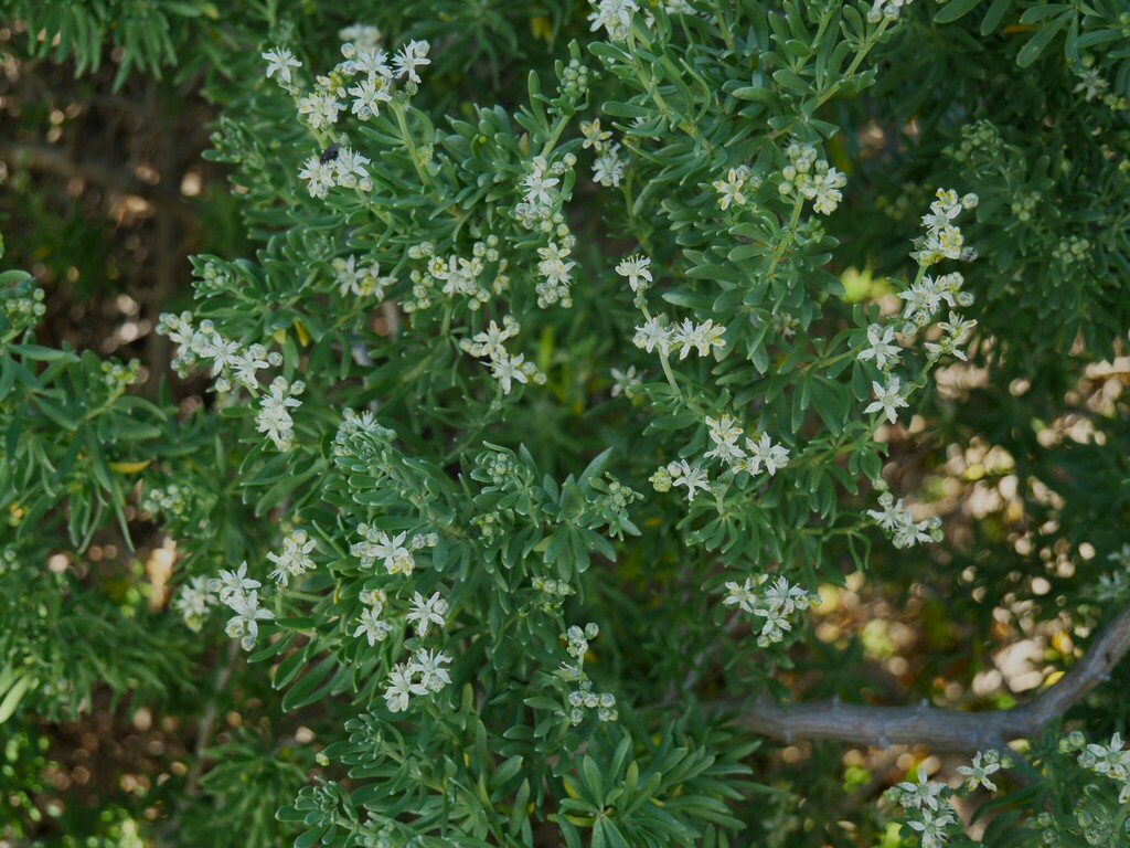 nitre bush from Green Head WA 6514, Australia on September 6, 2023 at ...