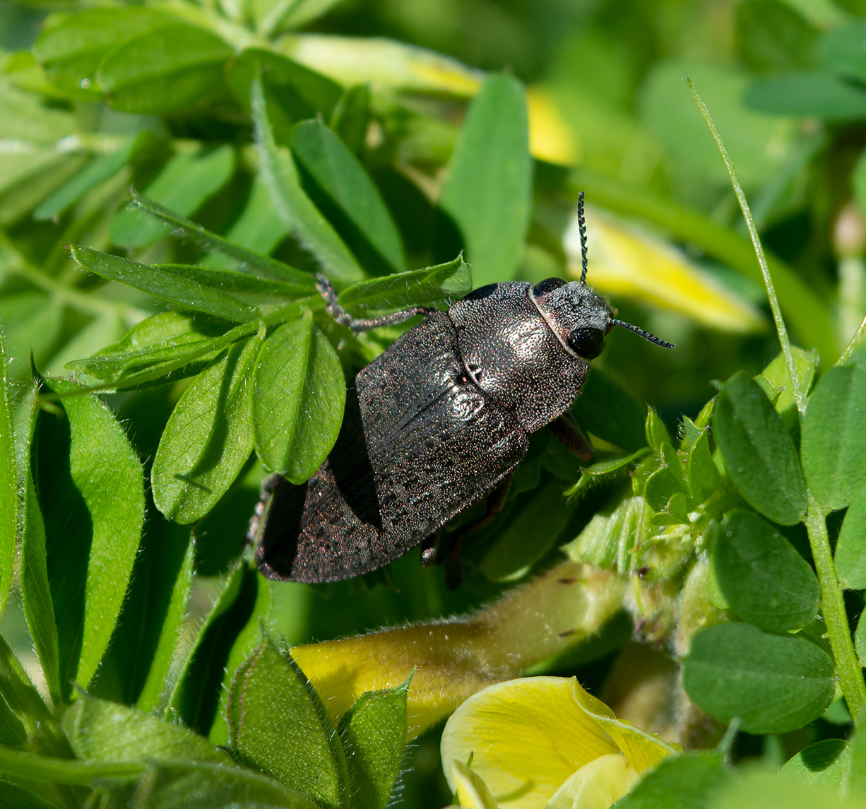 Perotis lugubris (Fabricius, 1777)