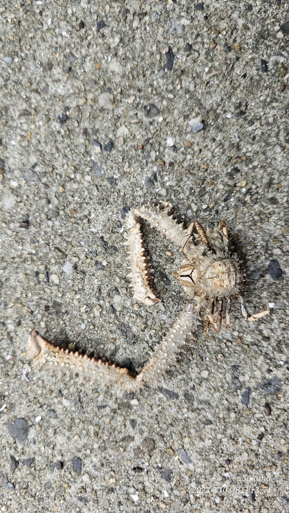 Enoplolambrus validus from 台灣新北市萬里區野柳 on October 8, 2023 at 01:54 PM by ...