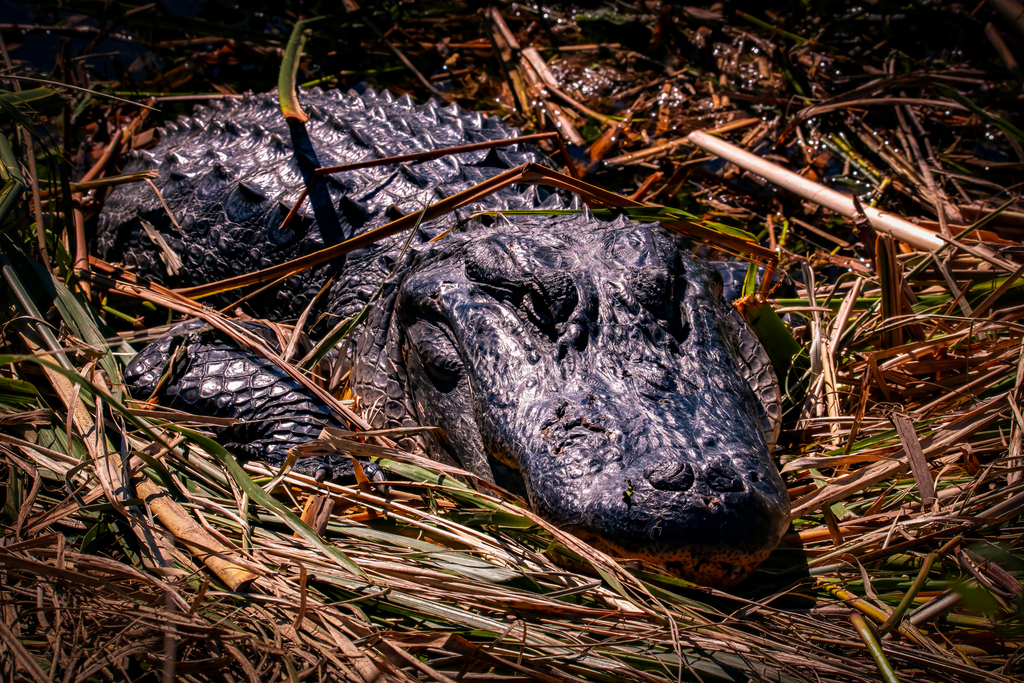 American Alligator from Industrial, Augusta, GA, USA on October 15 ...
