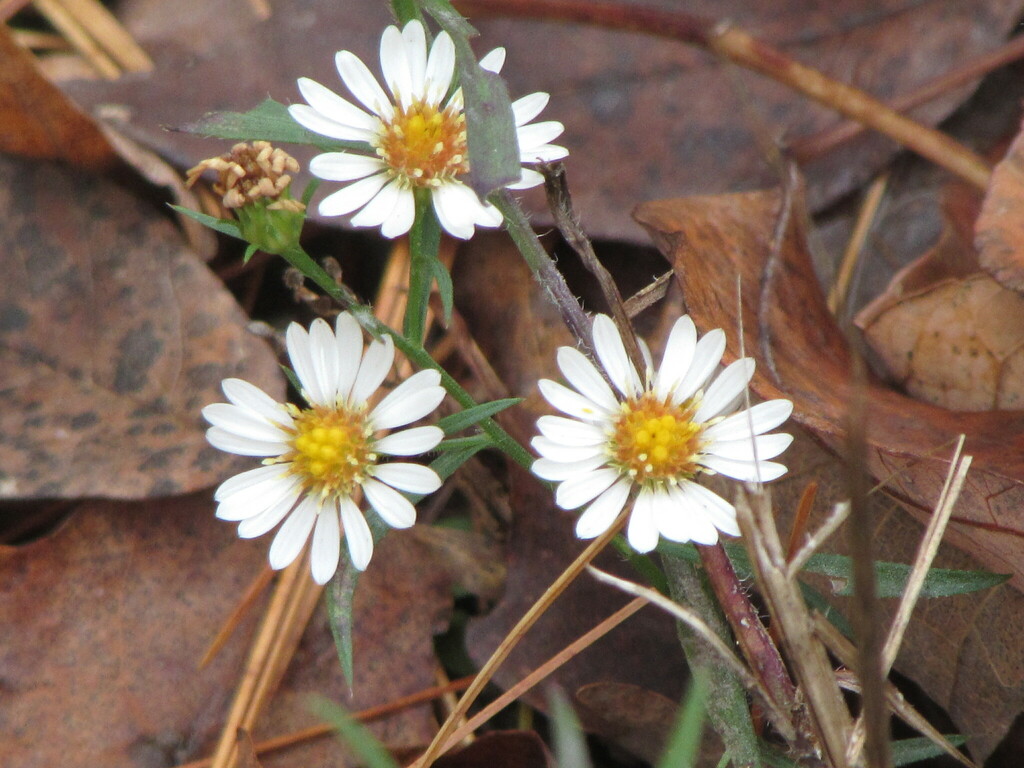 northern bog aster in October 2023 by Nancy A Brown. Found on middle ...