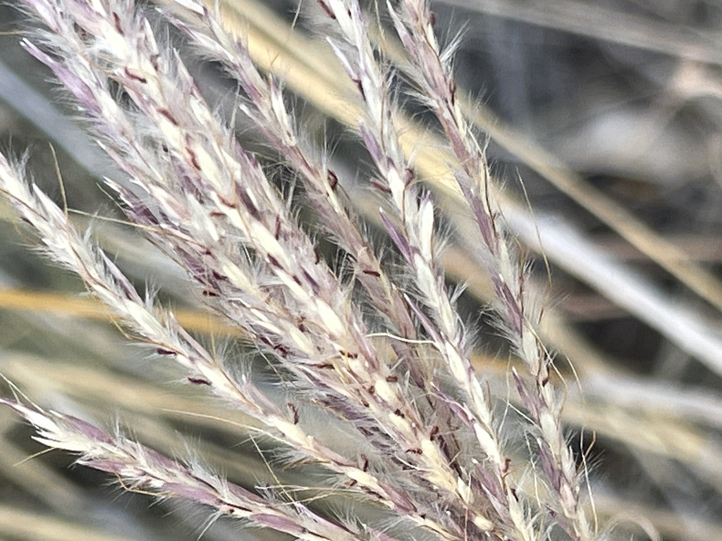 King Ranch bluestem from Coronado National Forest, Tucson, AZ, US on ...