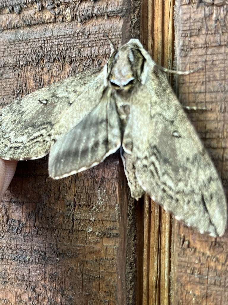 Catalpa Sphinx from The Maryland Zoo, Baltimore, MD, US on October 18 ...