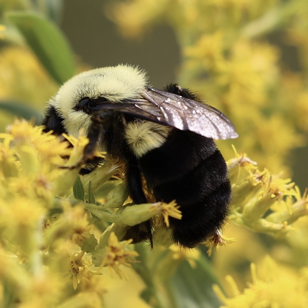 Common Eastern Bumble Bee from Johnson Dog Park, Racine, WI, US on September 16, 2023 at 02:16 ...